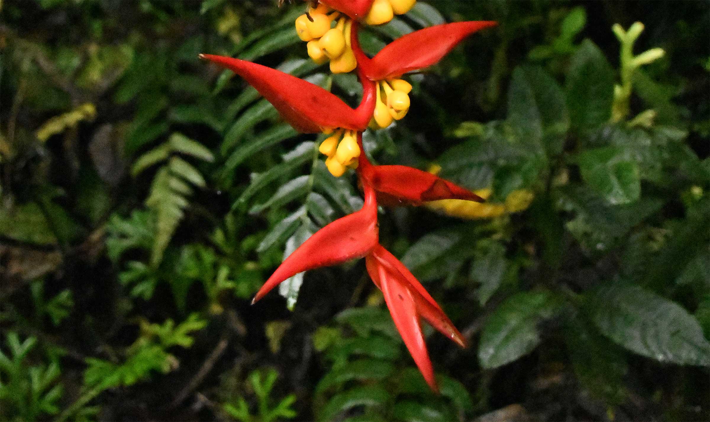Consulta ao Yasuni: Um apelo para proteger a floresta de maior ...